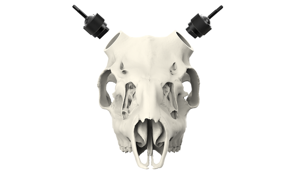 Muley Skull - (Hand Painted, Hyper-realistic)