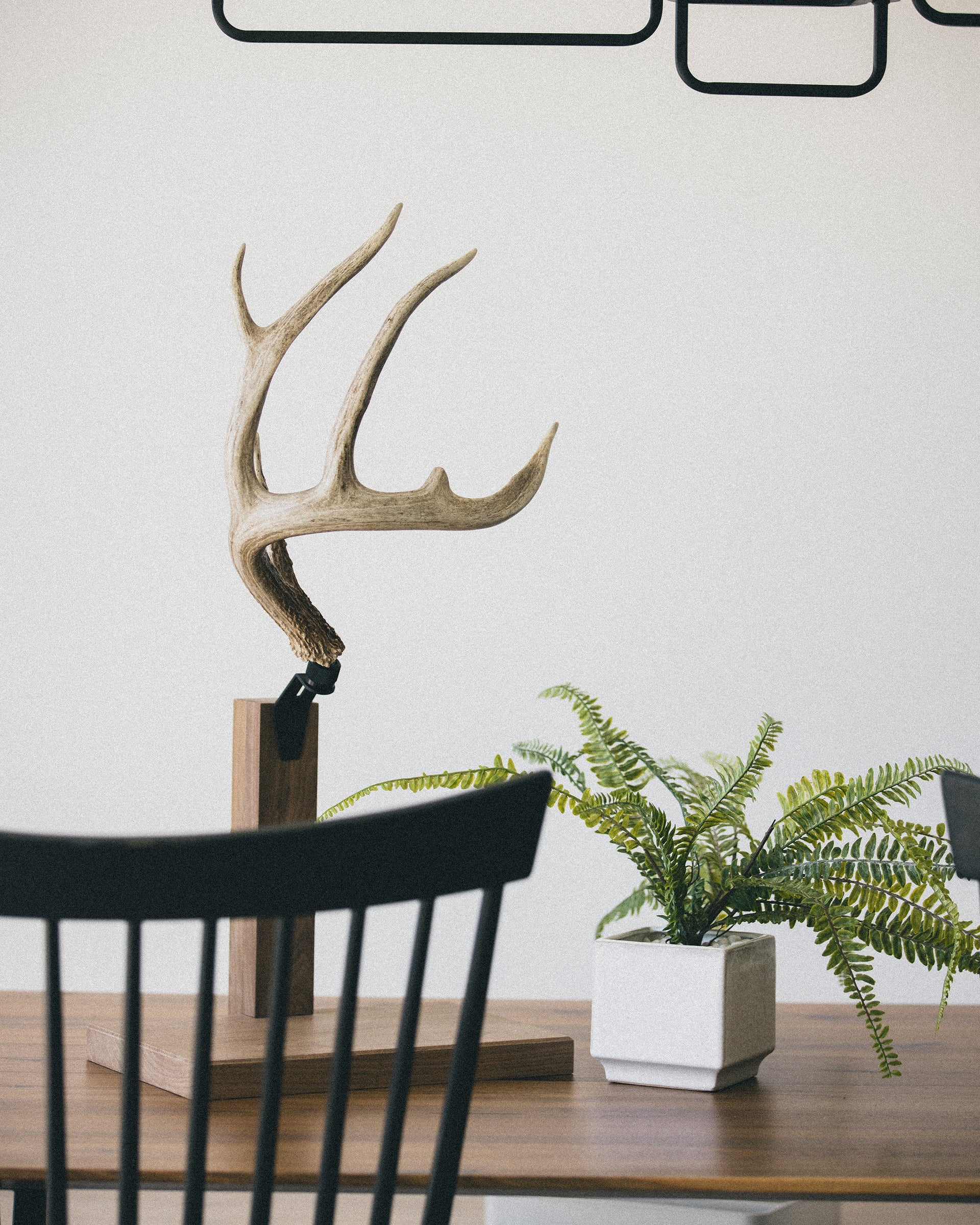 RACK HUB® Premium Antler Displays - Bring Nature Home